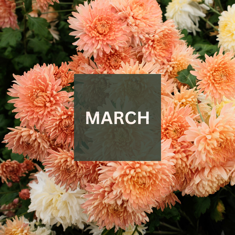 Heritage Mums - Hardy, Heirloom Chrysanthemums