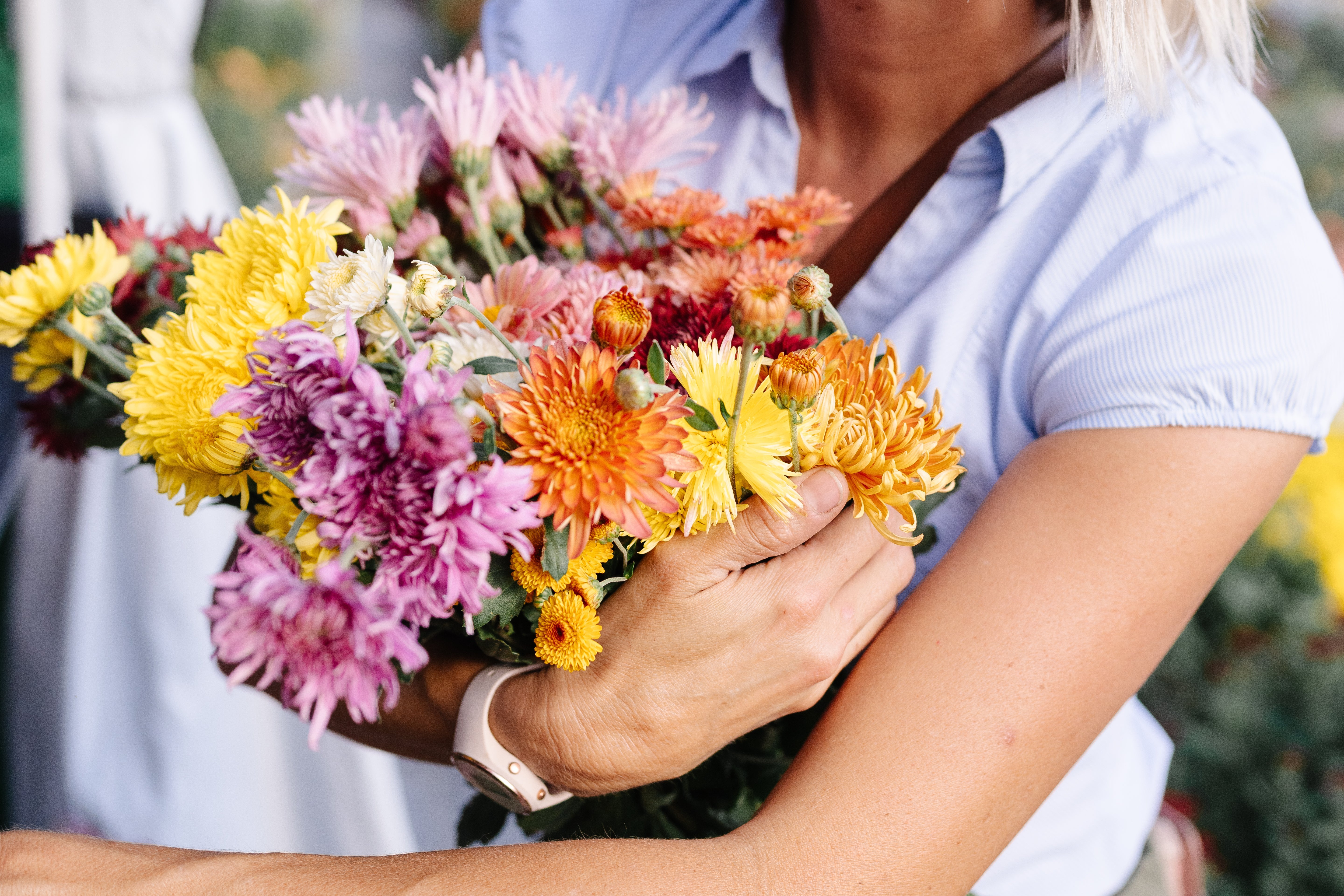 Heritage Mums - Our Complete Collection