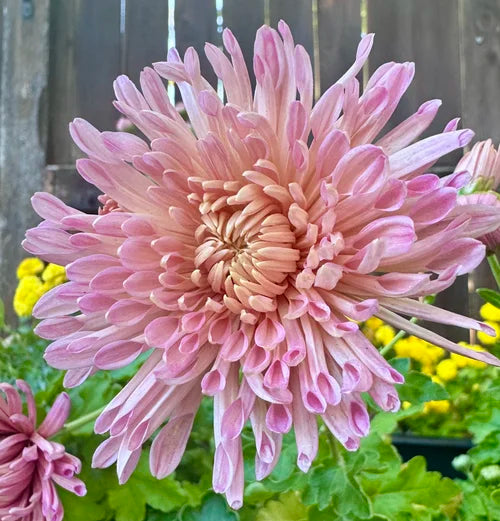 Fancy Free Chrysanthemum | Heritage Mums