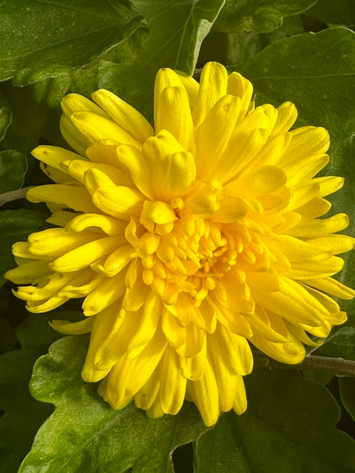 Gold Strike Chrysanthemum | Heritage Mums