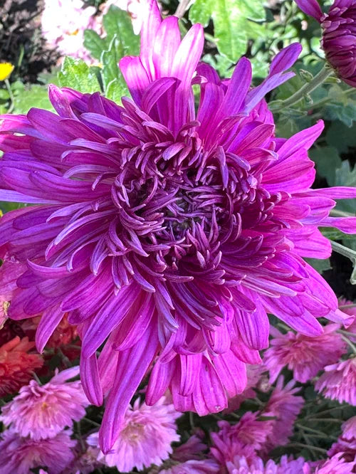 Grape Glow Chrysanthemum | Heritage Mums