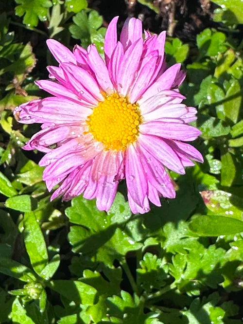 Pink Daisy Chrysanthemum | Heritage Mums