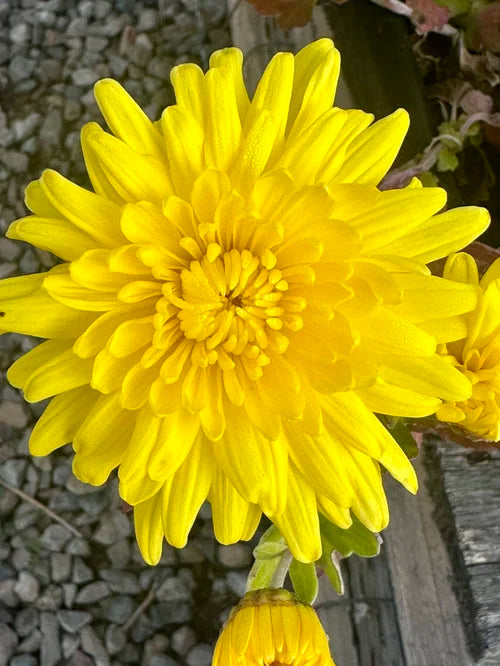 Prairie Sun Chrysanthemum | Heritage Mums