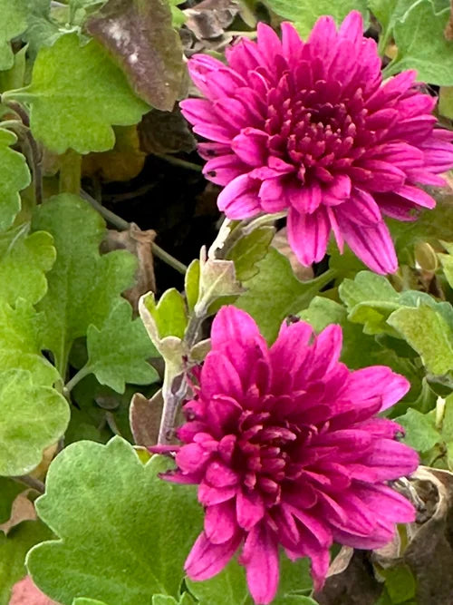 Purple Pride Chrysanthemum | Heritage Mums