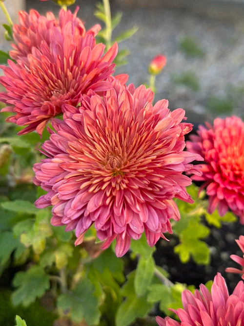 Rose Blush Chrysanthemum | Heritage Mums