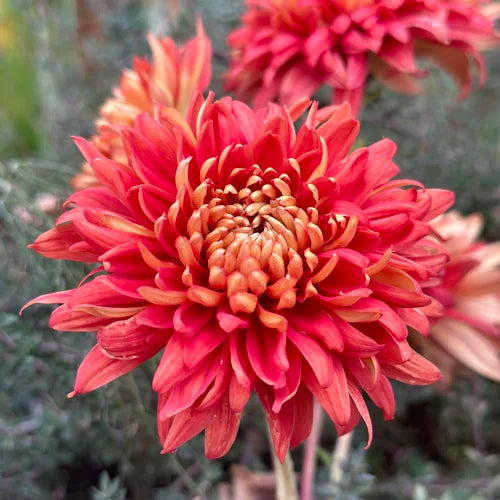 Touchdown Chrysanthemum | Heritage Mums