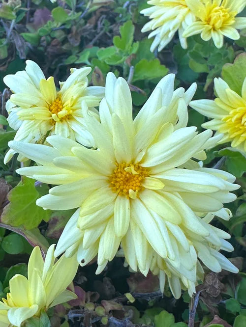 Yellow Daisy Mum Chrysanthemum | Heritage Mums