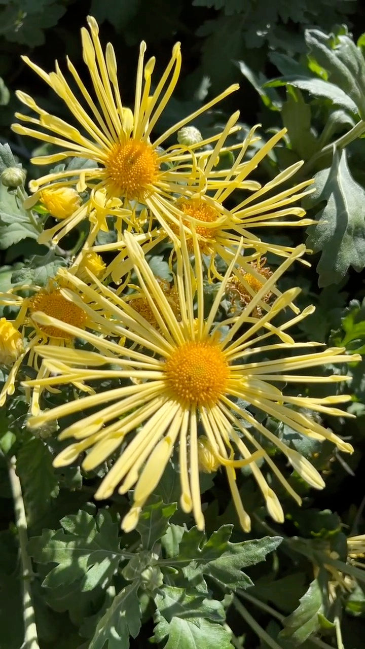 Yellow Quill Chrysanthemum | Heritage Mums