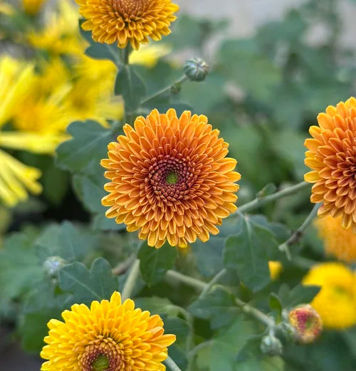 Brown Eyes Chrysanthemum | Heritage Mums